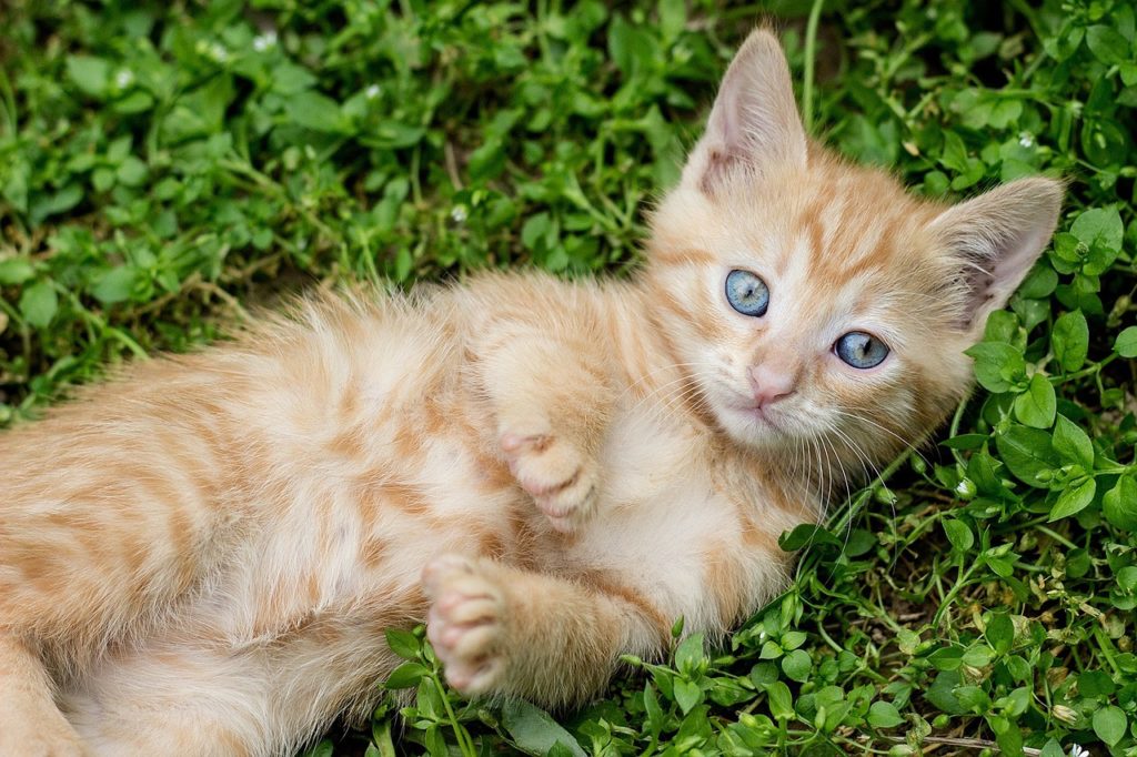 Are You Ready To Own A Cat? - What You Need To Get Started