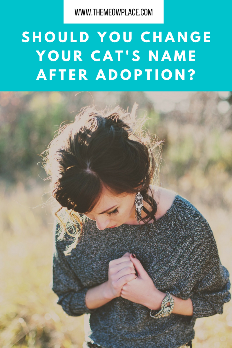 Should You Change Your Cat's Name After Their Adoption?