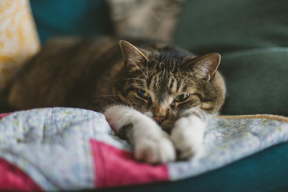 Meet Fat Cat Hercules And HIs Magnificent Pet Parents!