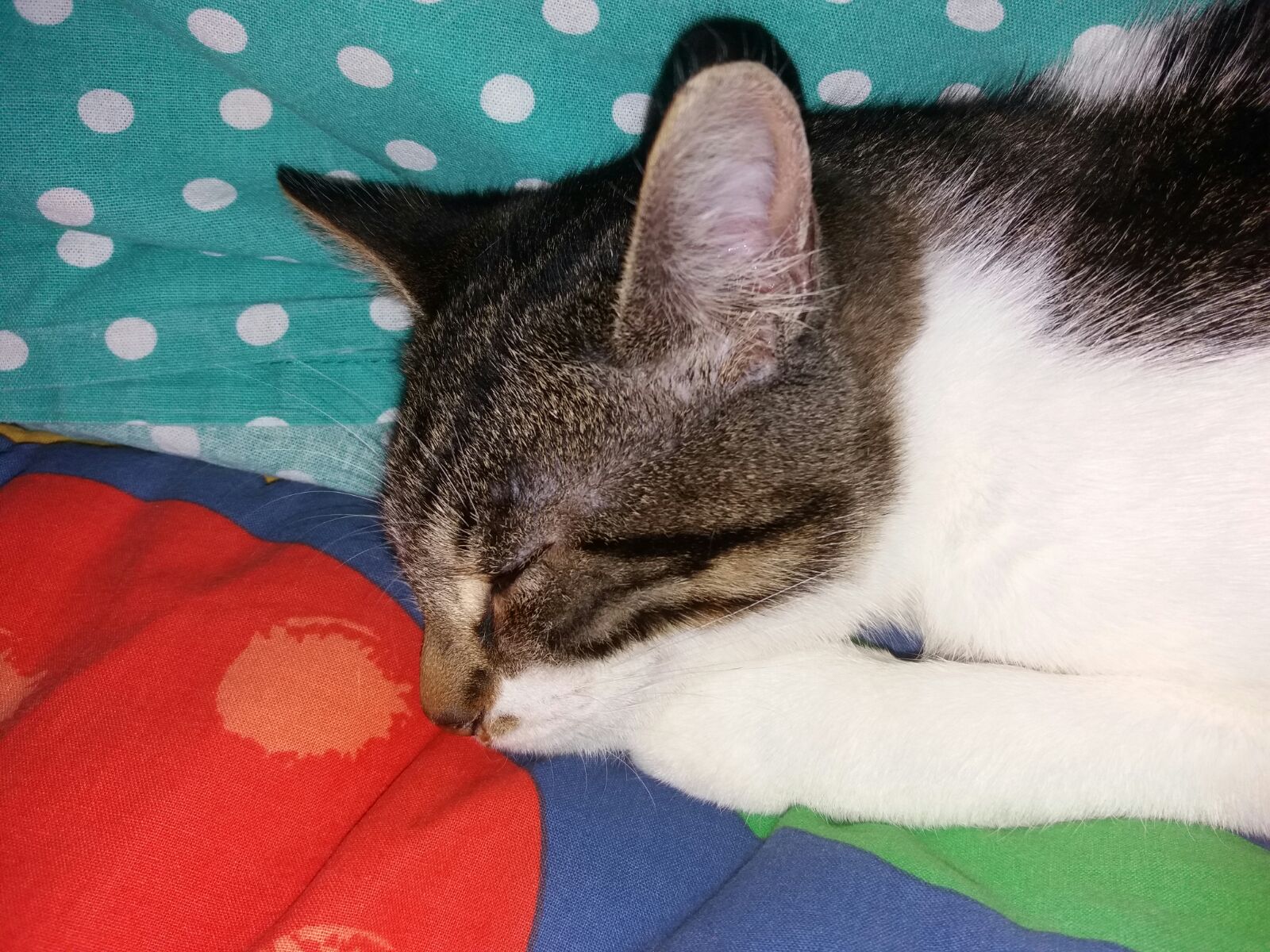 Frisky Feline Feature: Meet Captain Nemo, Leader Of The Pack!