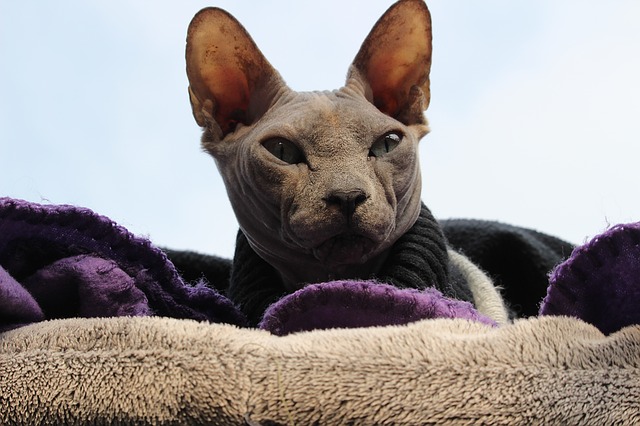 The Top Five Manliest Cat Breeds For Dude Bros & Tough Guys