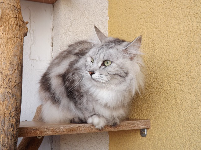 The Top Five Manliest Cat Breeds For Dude Bros & Tough Guys