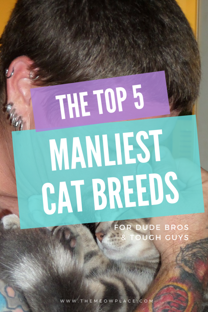 The Top Five Manliest Cat Breeds For Dude Bros & Tough Guys