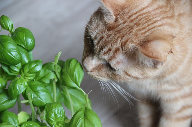 Celebrate Earth Day With Your Cat - Pet-Friendly Earth Day Projects